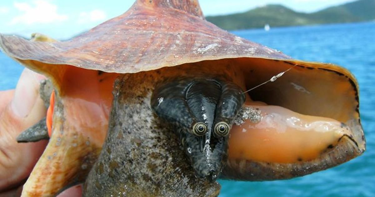 Top 12 Animals with Shells: Names, Facts, and Pictures 2026
