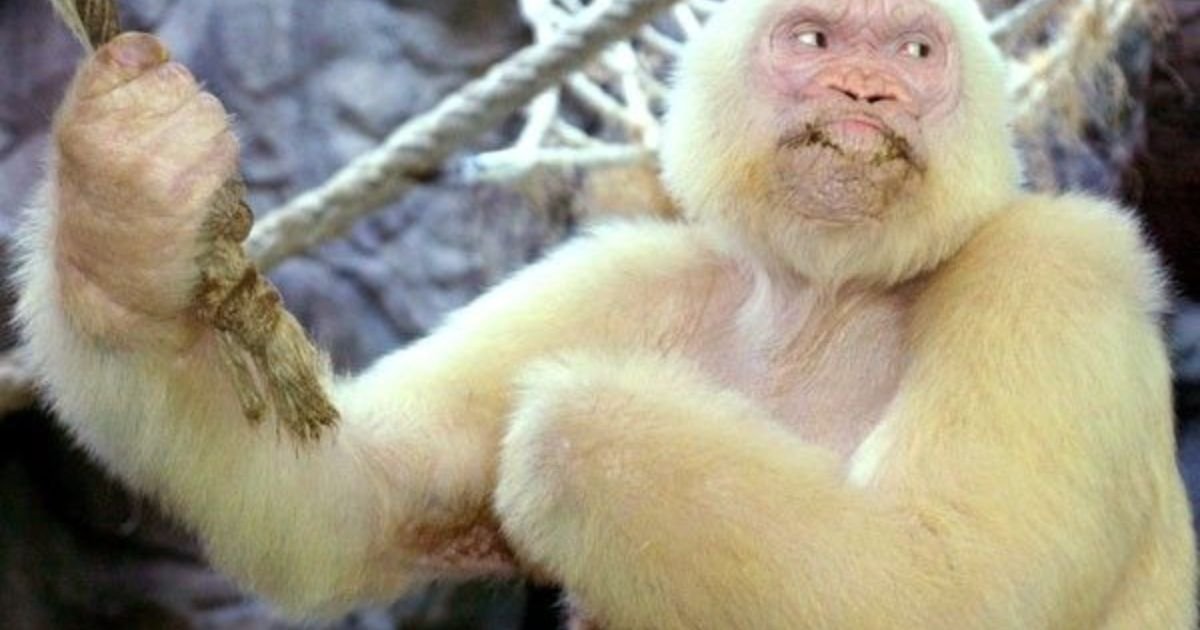 Top 10 Down Syndrome Animal In The World (with Images) 2026