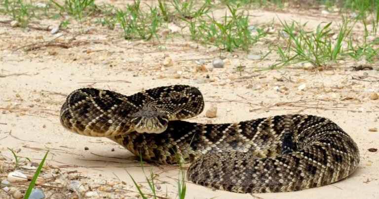 Top 17 Animals With Scales in World: Names, Facts & Pictures