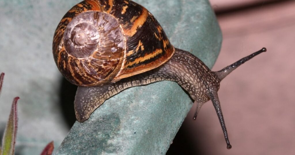 Top 12 Animals with Shells: Names, Facts, and Pictures 2026