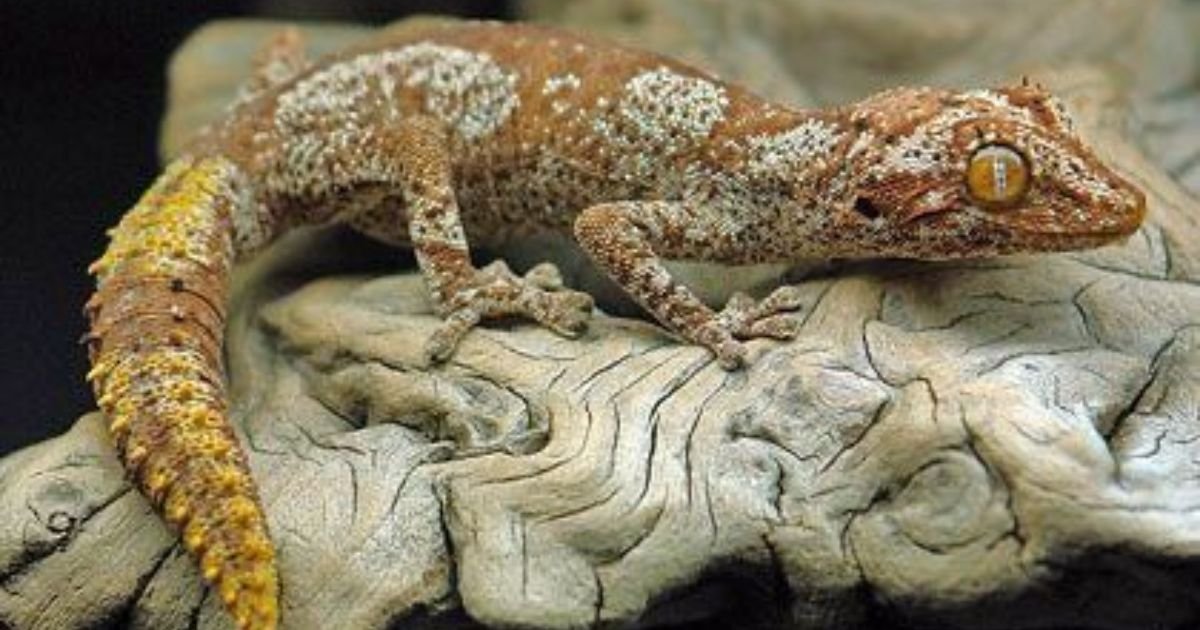Top 17 Animals With Scales in World: Names, Facts & Pictures