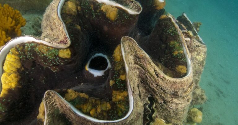 Top 12 Animals with Shells: Names, Facts, and Pictures 2026