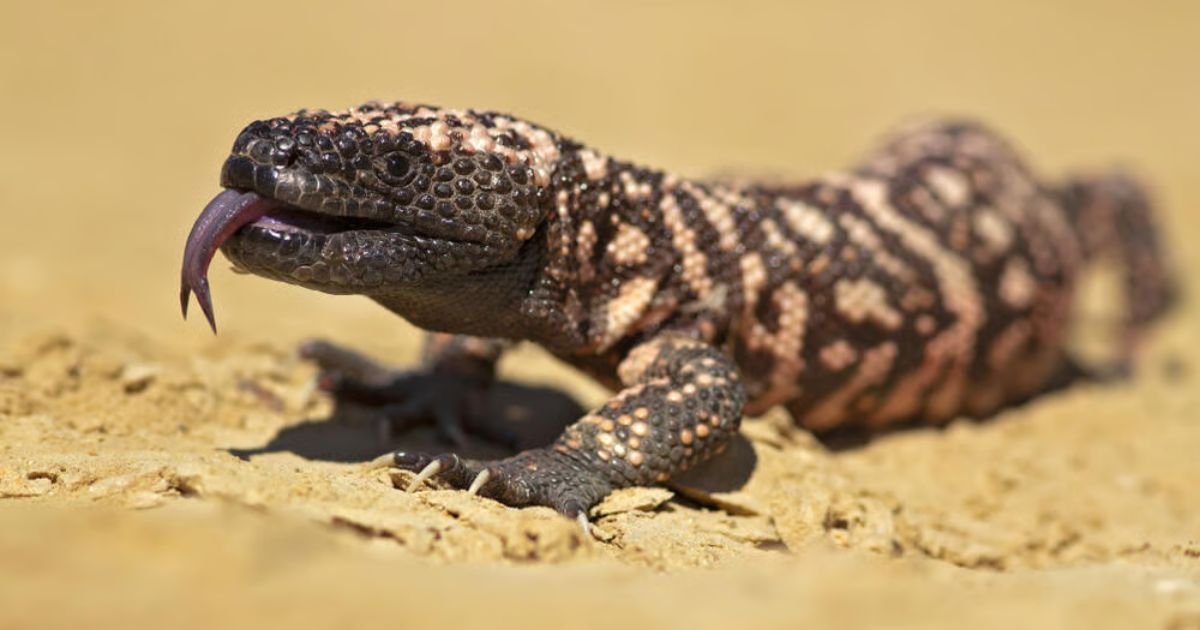 Top 17 Animals With Scales in World: Names, Facts & Pictures