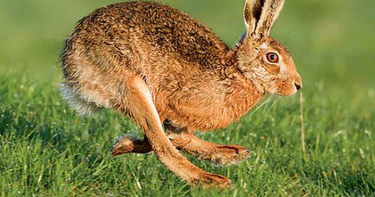 Top 17 Incredible Jumping Animals (With Amazing Photos) 2026