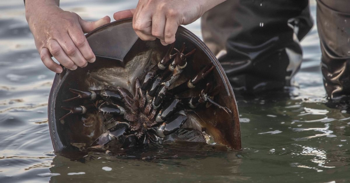 Top 12 Animals with Shells: Names, Facts, and Pictures 2026