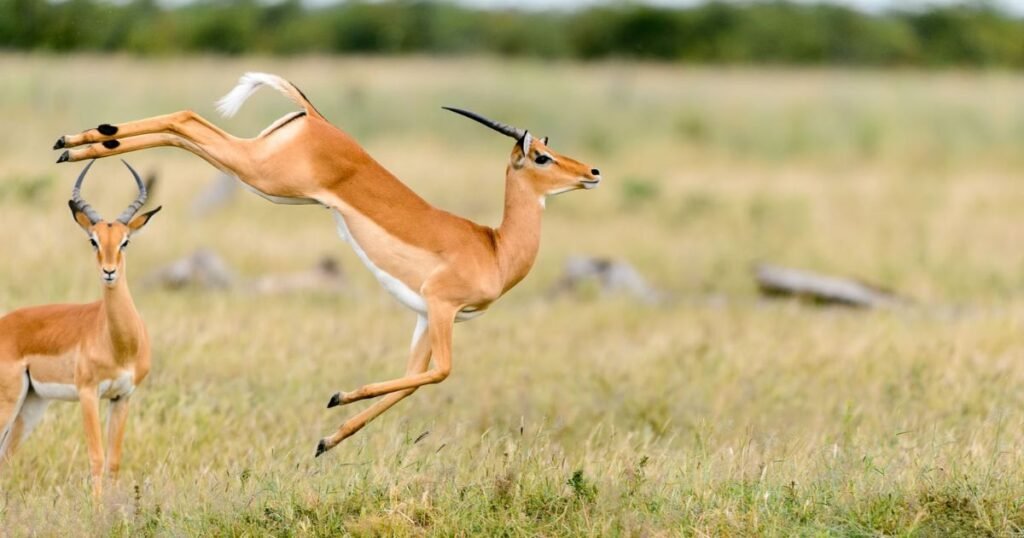Top 17 Incredible Jumping Animals (With Amazing Photos) 2026