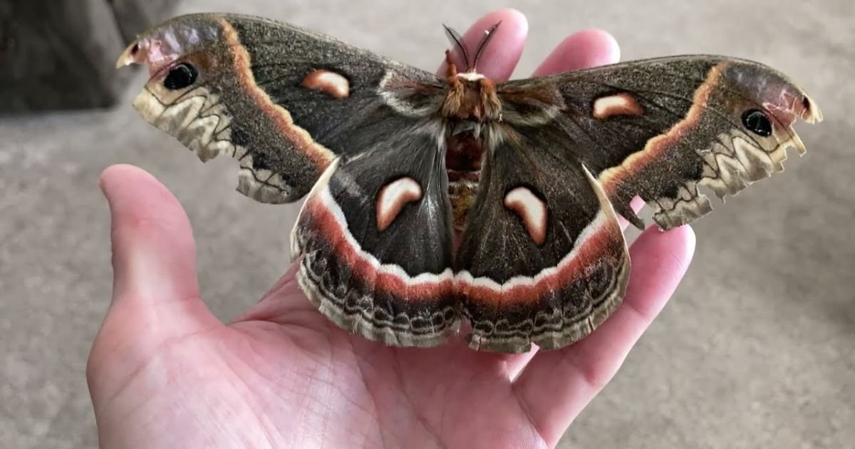 Top 17 Animals With Scales in World: Names, Facts & Pictures