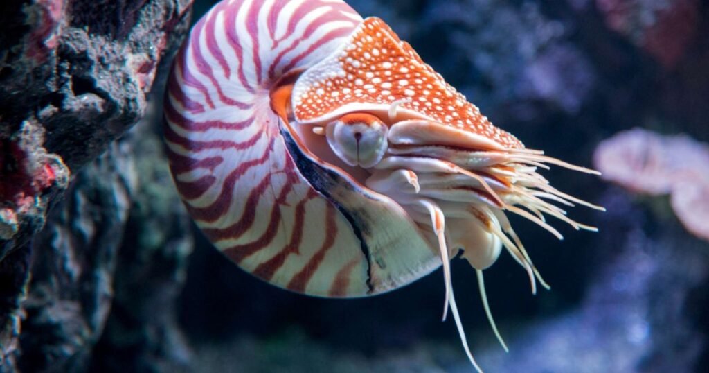 Top 12 Animals with Shells: Names, Facts, and Pictures 2026