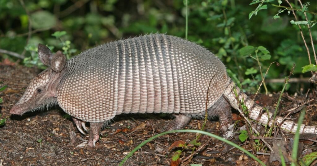 Top 12 Animals with Shells: Names, Facts, and Pictures 2026