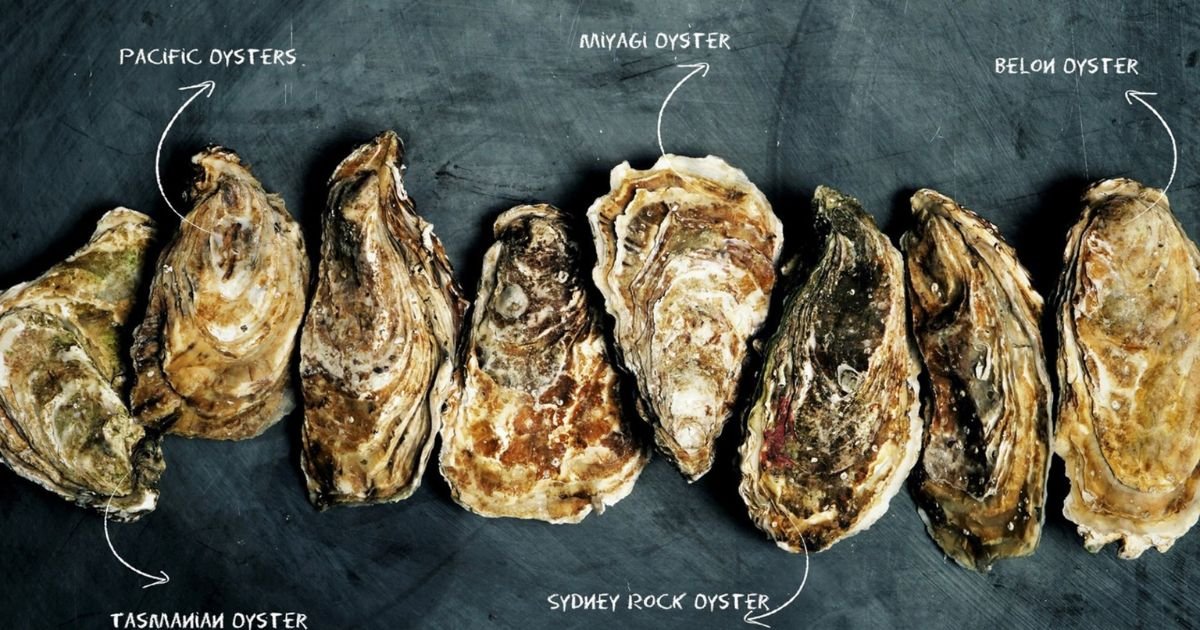 Top 12 Animals with Shells: Names, Facts, and Pictures 2026