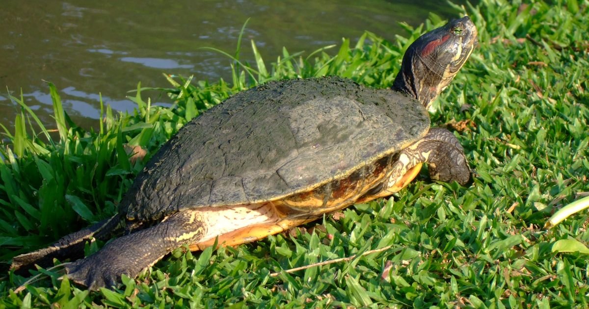 Top 12 Animals with Shells: Names, Facts, and Pictures 2026