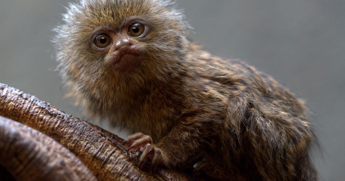 14 Cute And Unique Animals with Big Eyes (With Pictures)