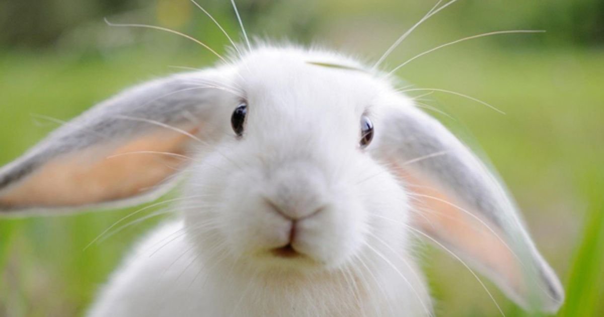 14 Cute And Unique Animals with Big Eyes (With Pictures)