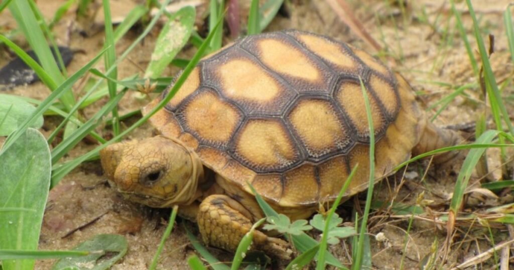 Top 12 Animals with Shells: Names, Facts, and Pictures 2026